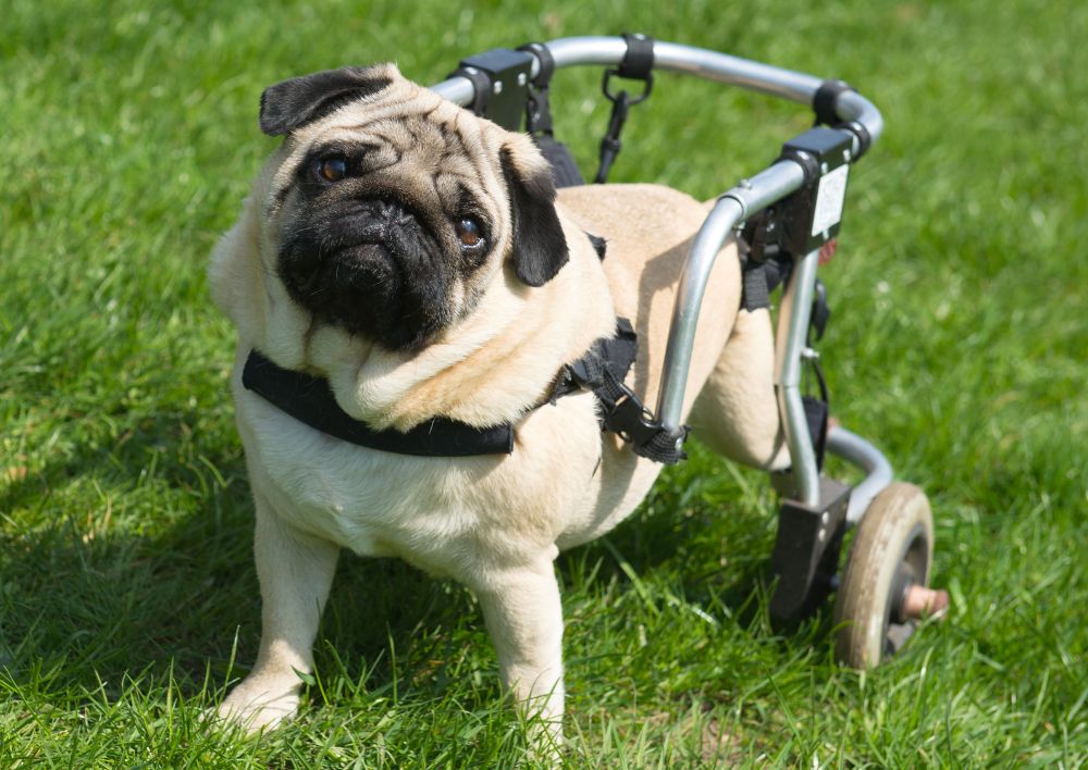 IVDD in Dogs: Symptoms, Treatment & Home Exercises – Green Paw Wellness